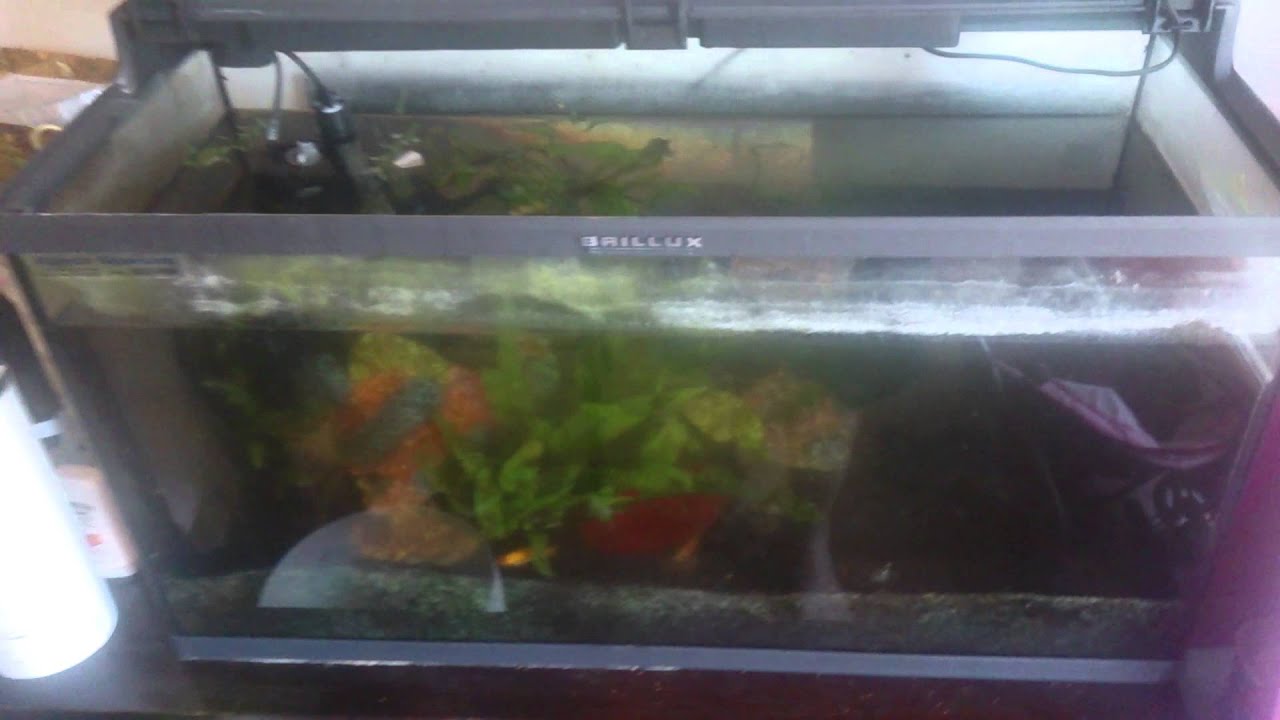 This fish tank has never been cleaned or water cha - YouTube