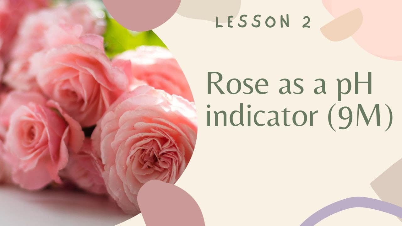 Rose as pH indicator (9 M standardized) - YouTube