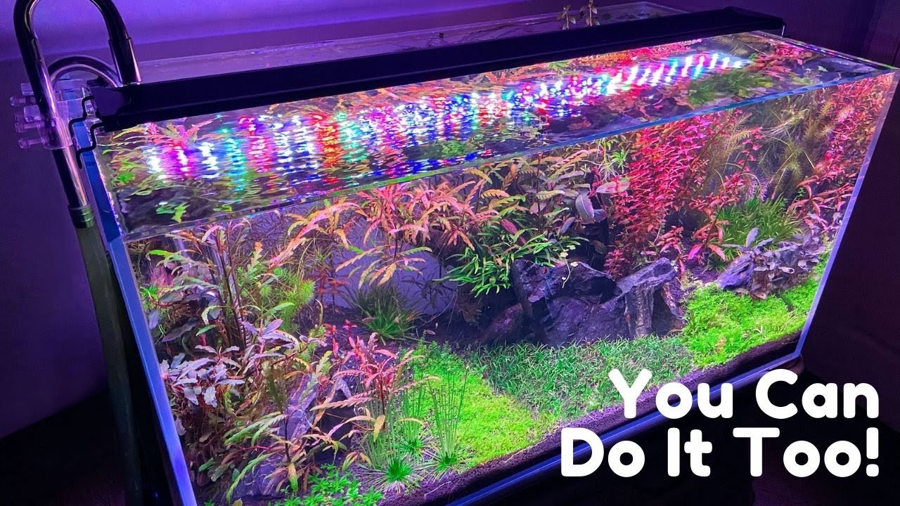 50 Gallon Nature Aquarium Style Aquascape SHOWCASE | JC&P Planted ...