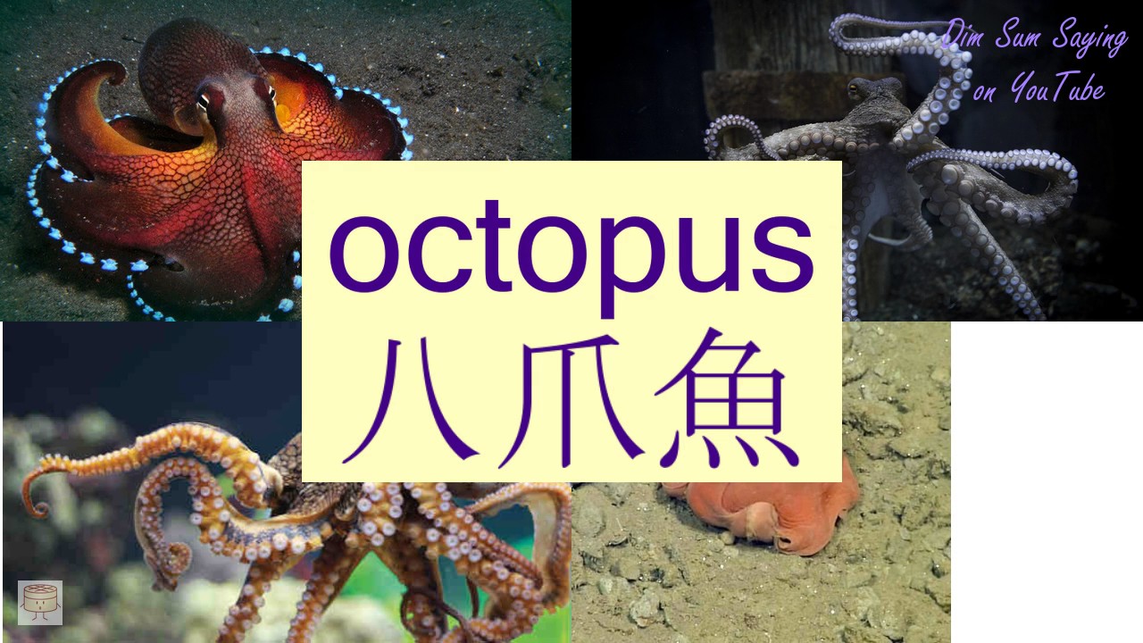 "OCTOPUS" in Cantonese (八爪魚) - Flashcard - YouTube