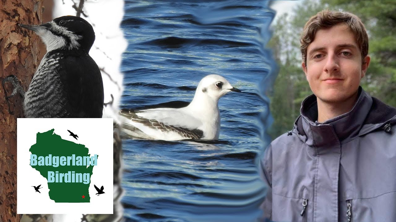 What's it like Birding in Minnesota? With Matthew Thompson - YouTube