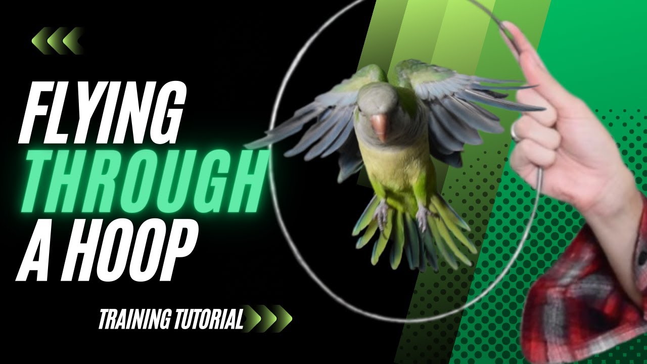 Flying Through a Hoop | Training Tutorial - YouTube