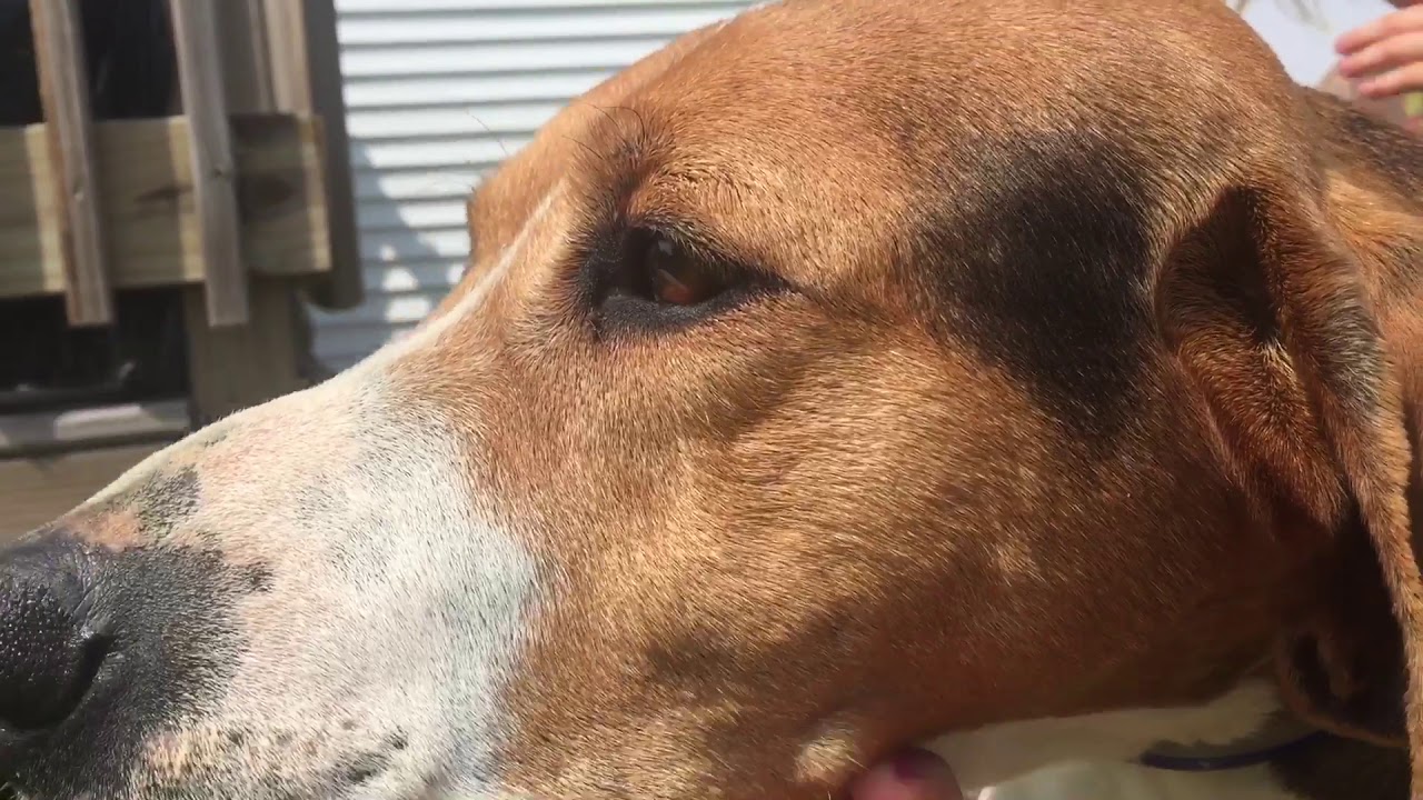 Come Meet Our Coon Dogs | Coon Hunting - YouTube