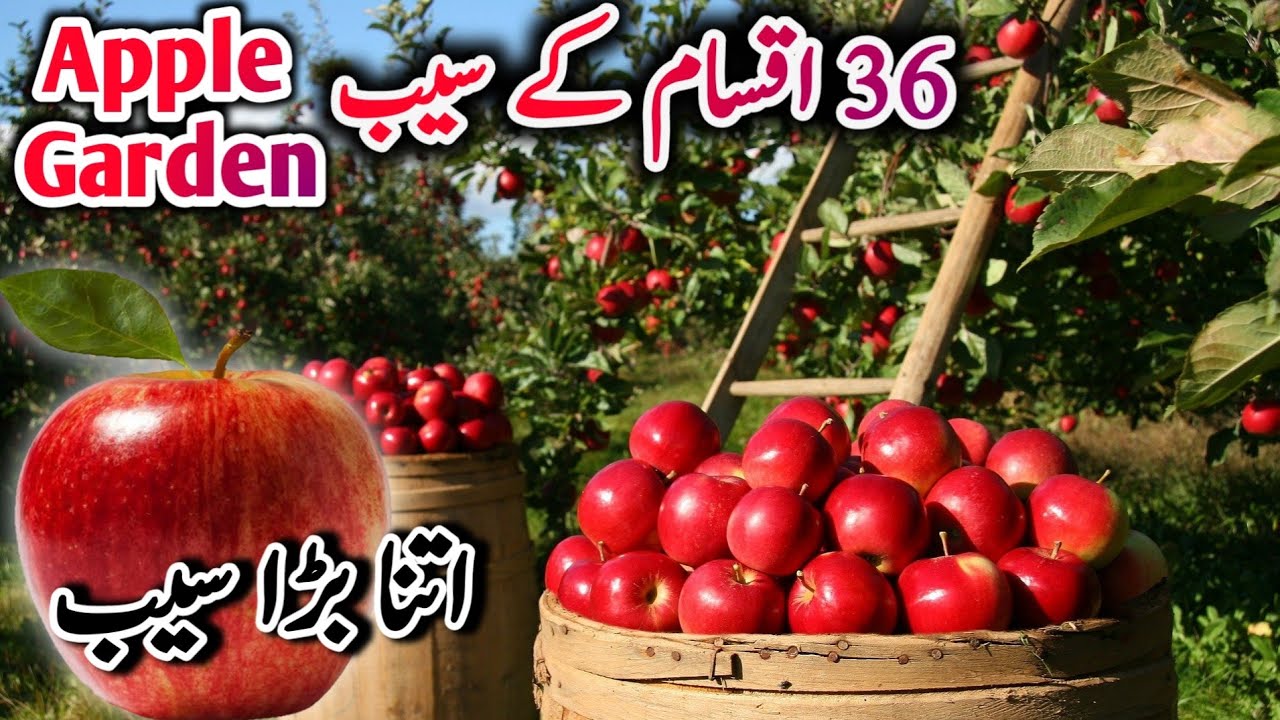 Apple Garden In Murree | 36 Kinds of Apple | Apple Farming In Pakistan ...