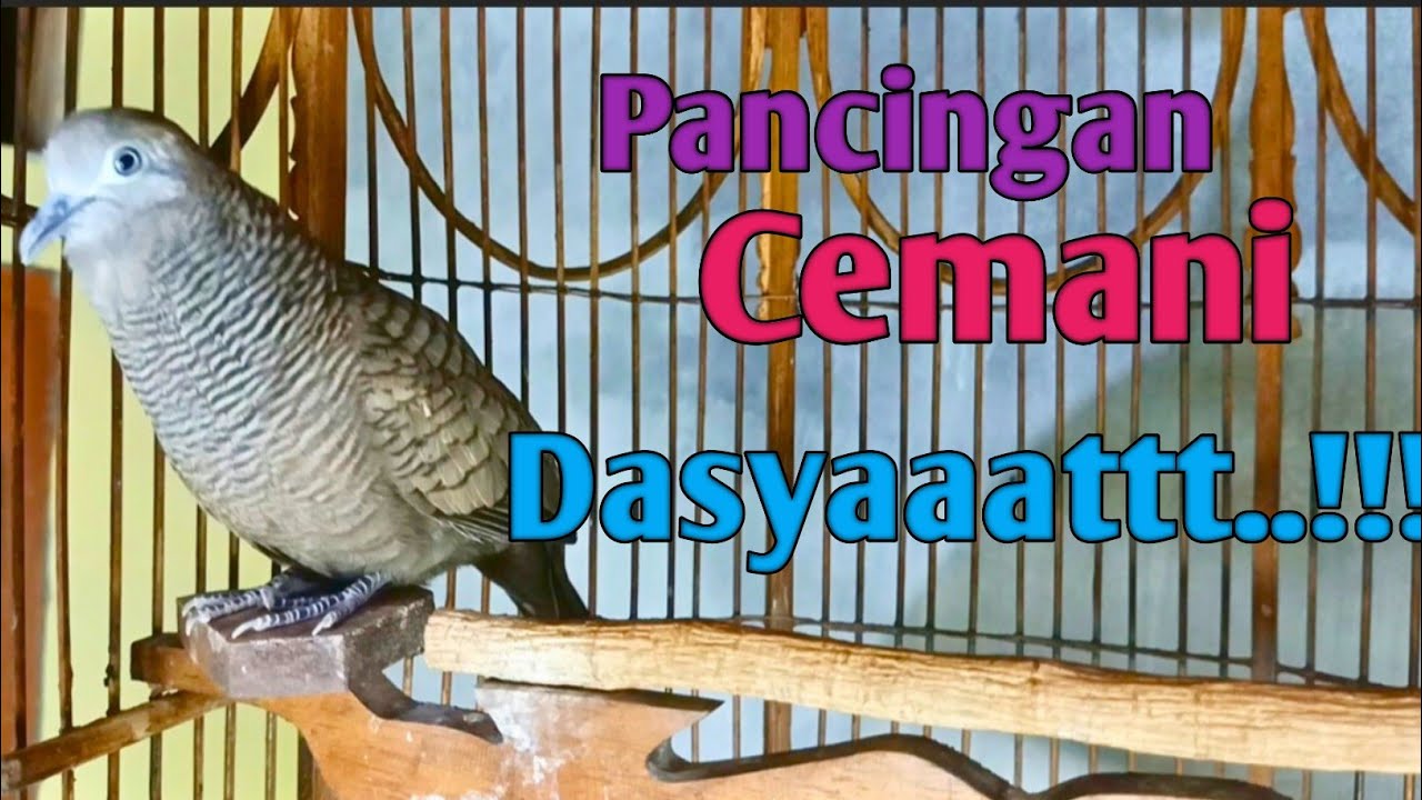 Perkutut cemani betina kerot - YouTube