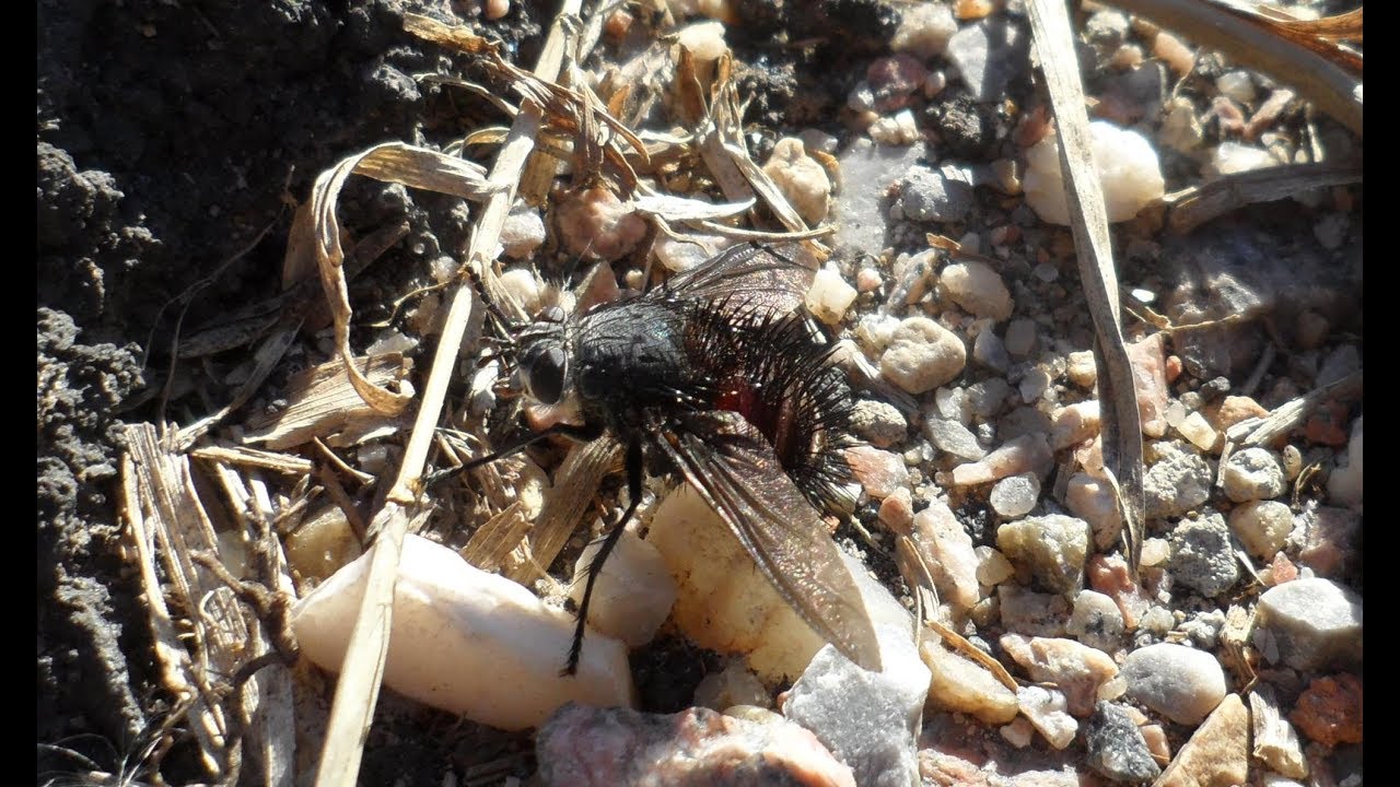 Mosca do Berne ou Butuca ? alguém pode me dizer - YouTube