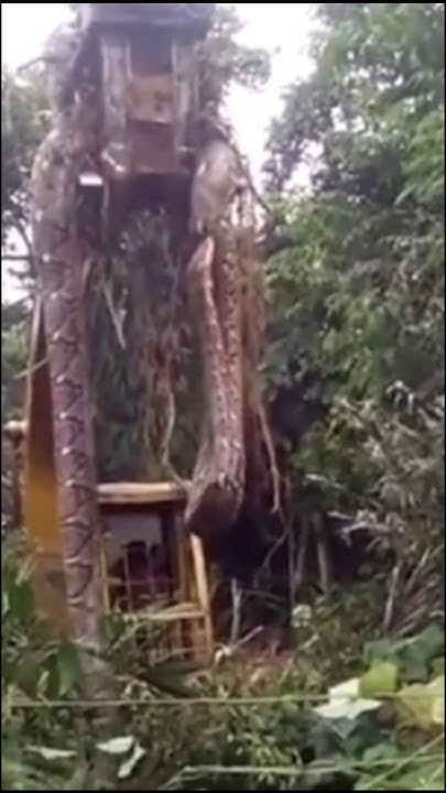 Excavator vs big snake #automobile - YouTube