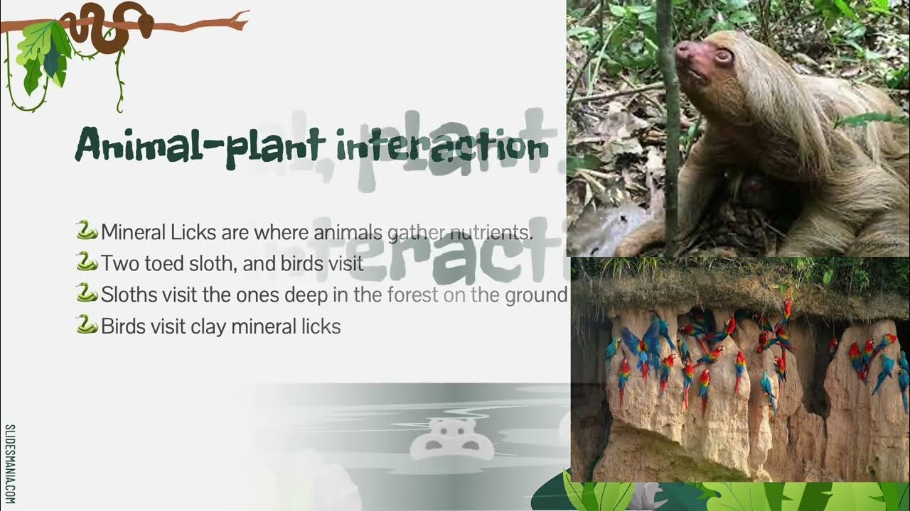 LS2A Interdependent Relationships in Ecosystems - YouTube