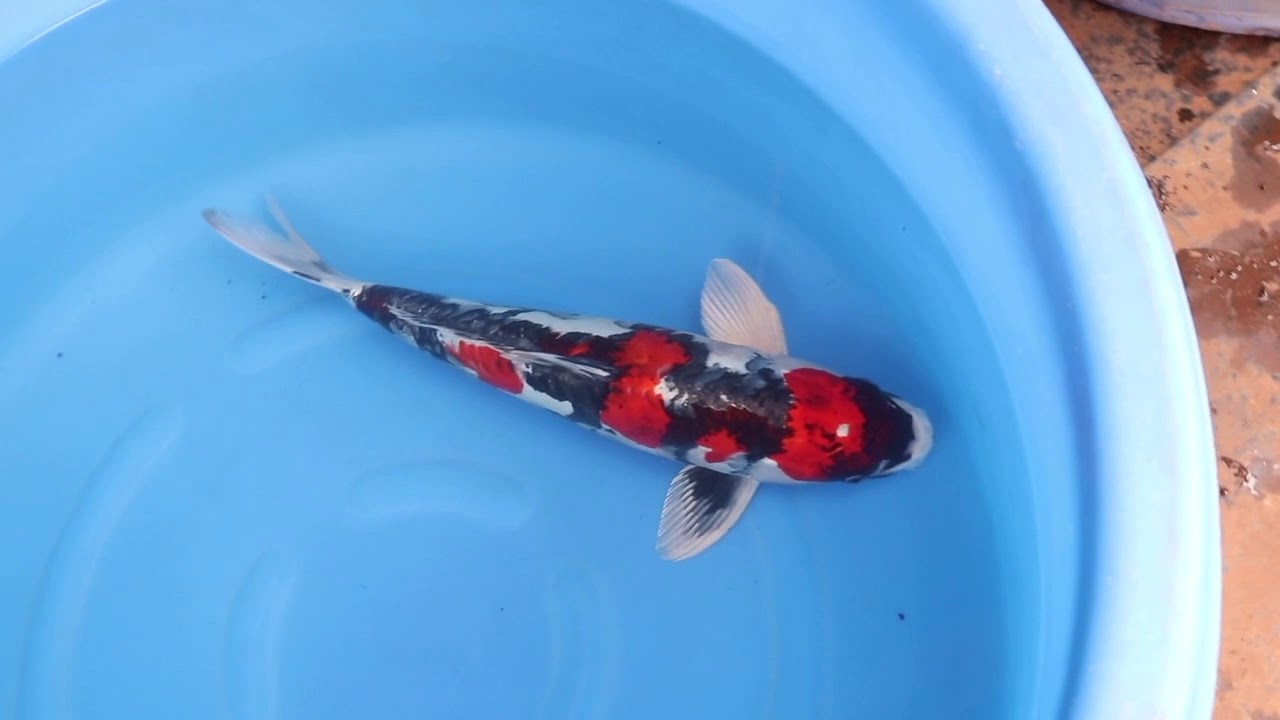 s0616t009 Doitsu Kin Showa - YouTube