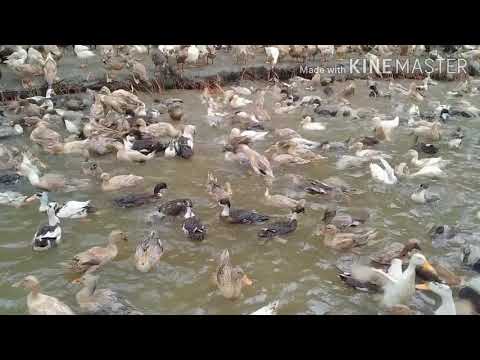 Bebe o itik Hitik SA Bayan Ng Esperanza - YouTube