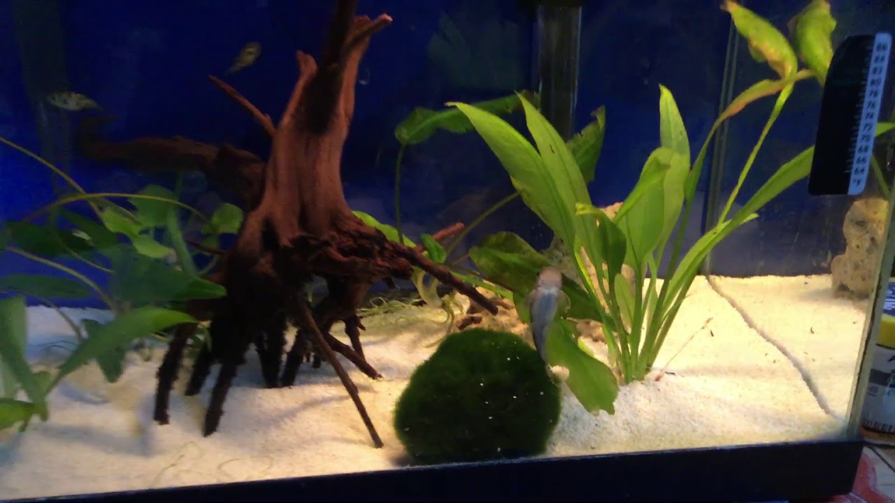 5 Gallon Pea Puffer Tank - YouTube