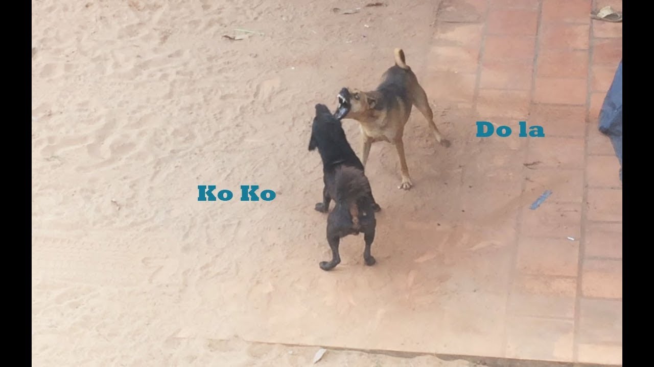 Best Fighting Dogs - YouTube