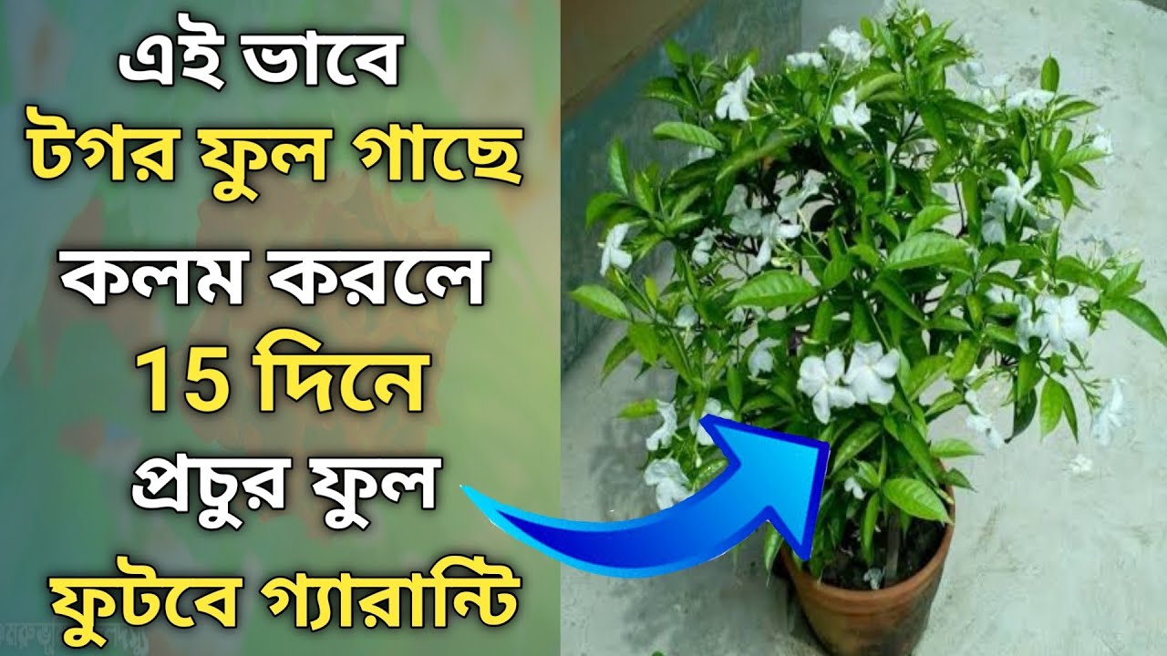 টগর ফুল গাছের চারা তৈরির নতুন পদ্ধতি // Togar flower tree grafting ...