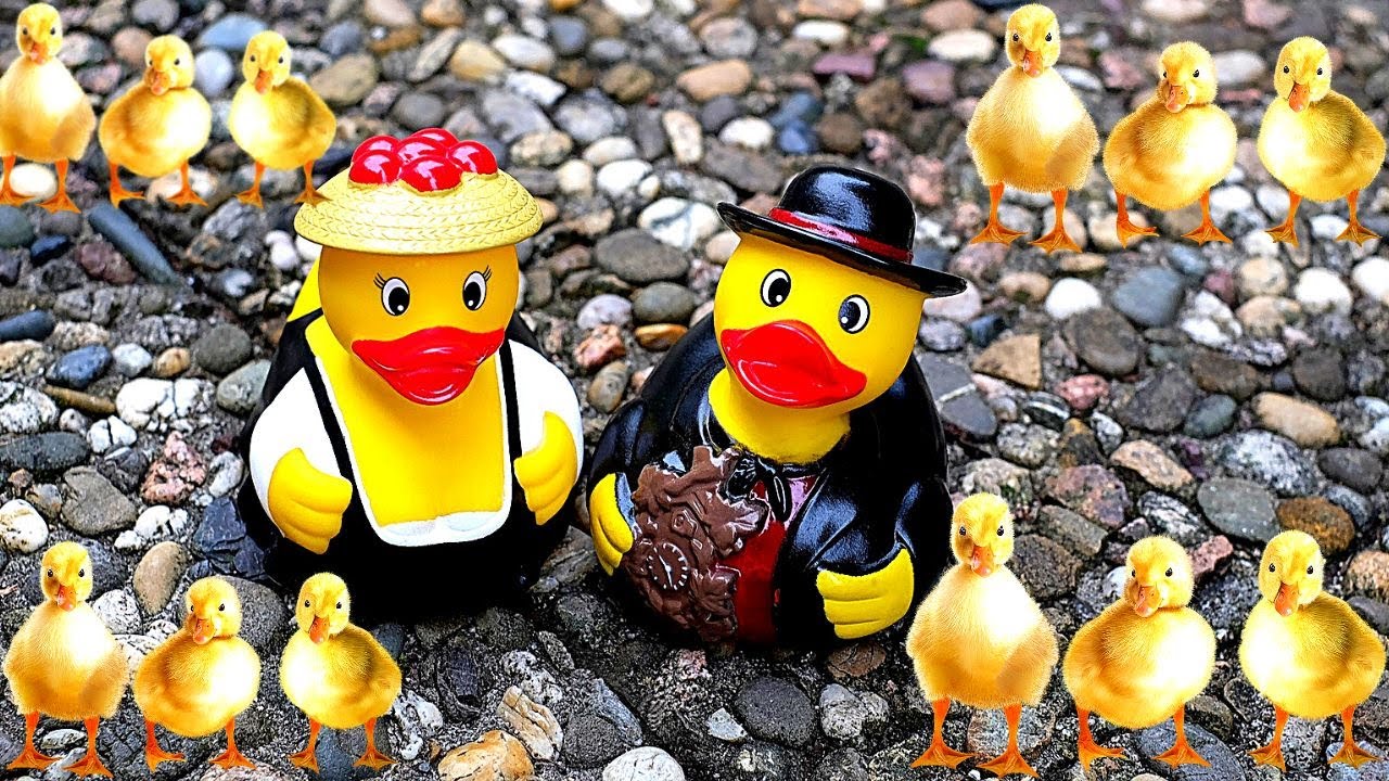 Duck Sound, Duck Quack, No Copyright, Duckling Sound #ducksound - YouTube