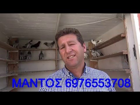 ΜΑΝΤΟΣ ΣΤΕΛΙΟΣ ΠΕΡΙΣΤΕΡΙΑ ΓΙΟΡΤΗ ΚΟΖΑΝΗ ΦΕΒΡΟΥΑΡΙΟΣ 2016 - YouTube