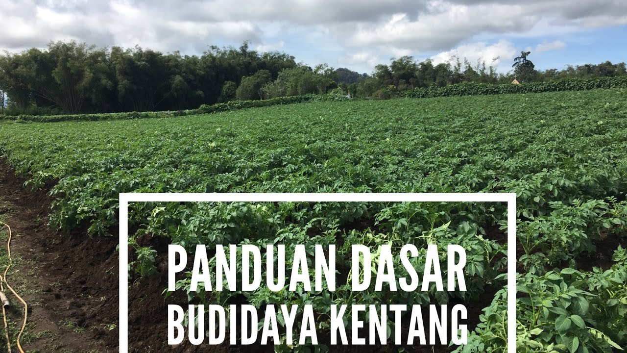 Panduan dasar menanam kentang / budidaya kentang - YouTube