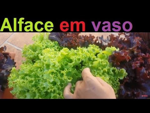 Plantar alface em vaso modo mais fácil do mundo # horta em vaso ...