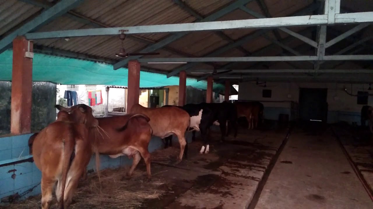 TAIL TO TAIL HOUSING SYSTEM FOR COW - YouTube
