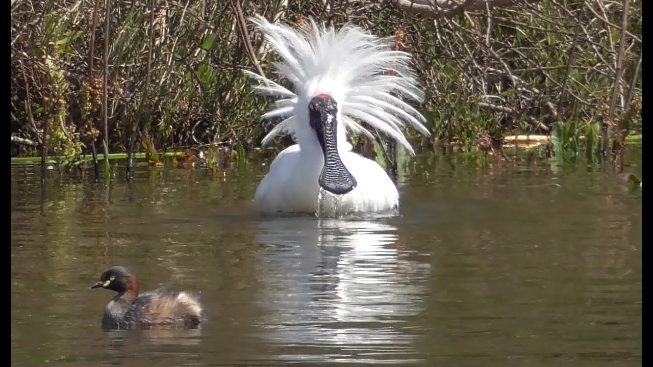 Royal Spoonbill and Australasian Grebe- Williamstown October 2021 - YouTube