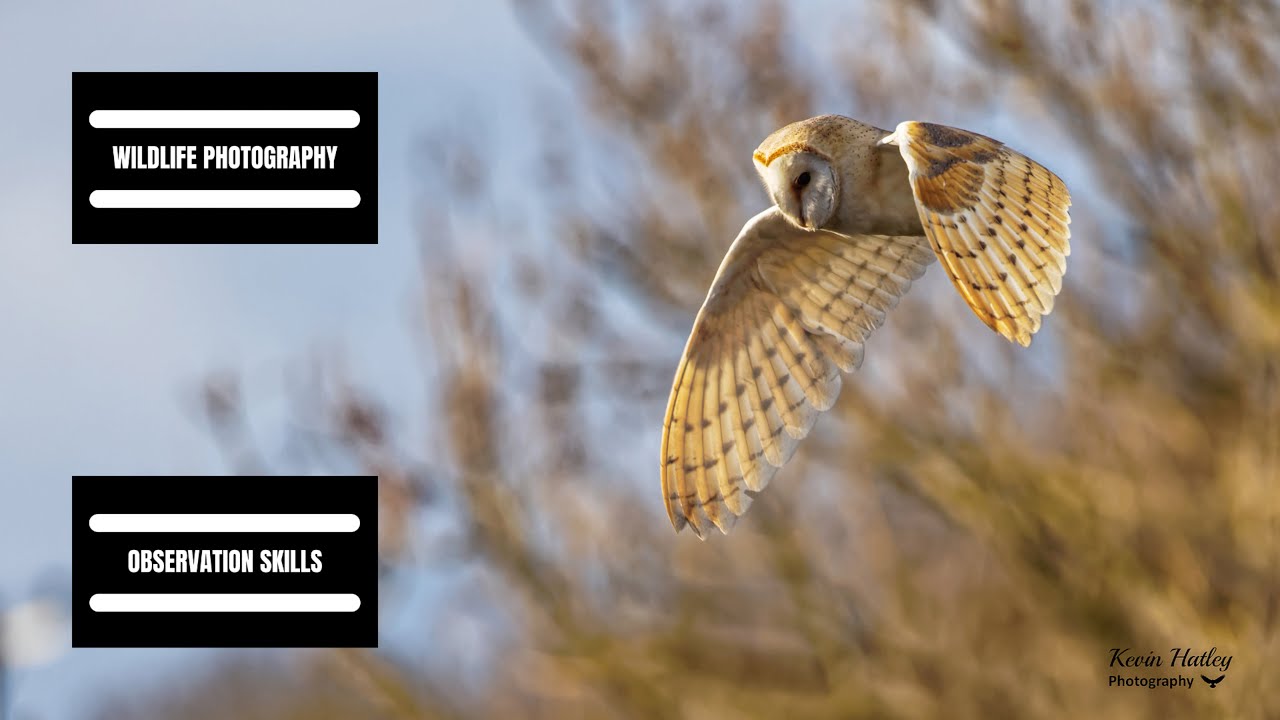 Wildlife Photography Observation Skills - YouTube