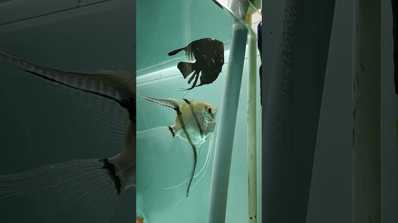 Male Angel fish fertilizing the eggs | #shorts - YouTube