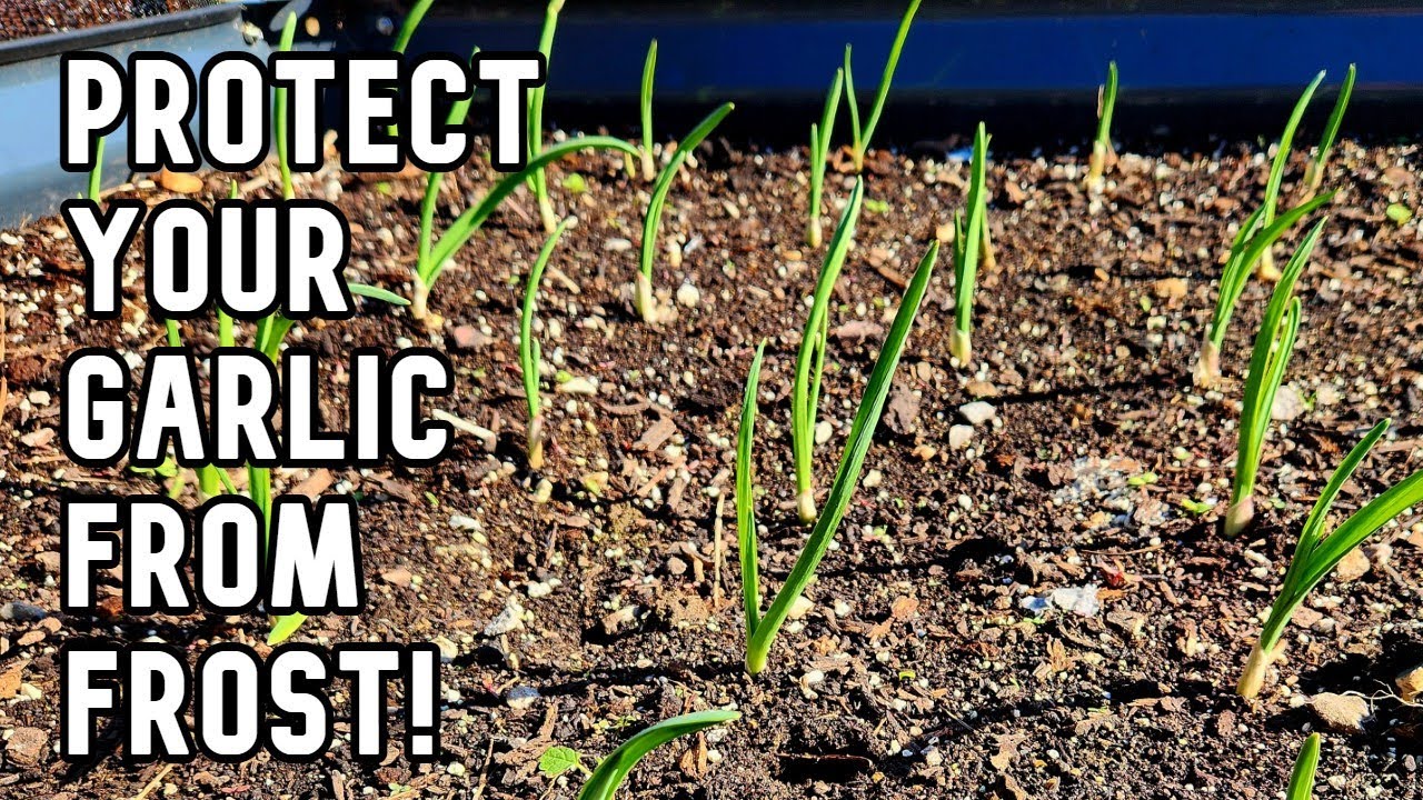 How to mulch in a garlic bed for a better yield - YouTube