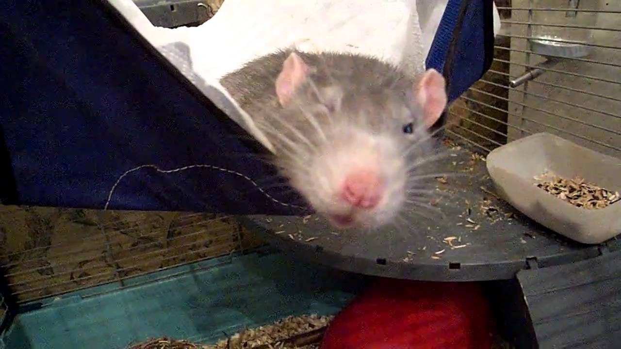 Chernobyl rat - YouTube