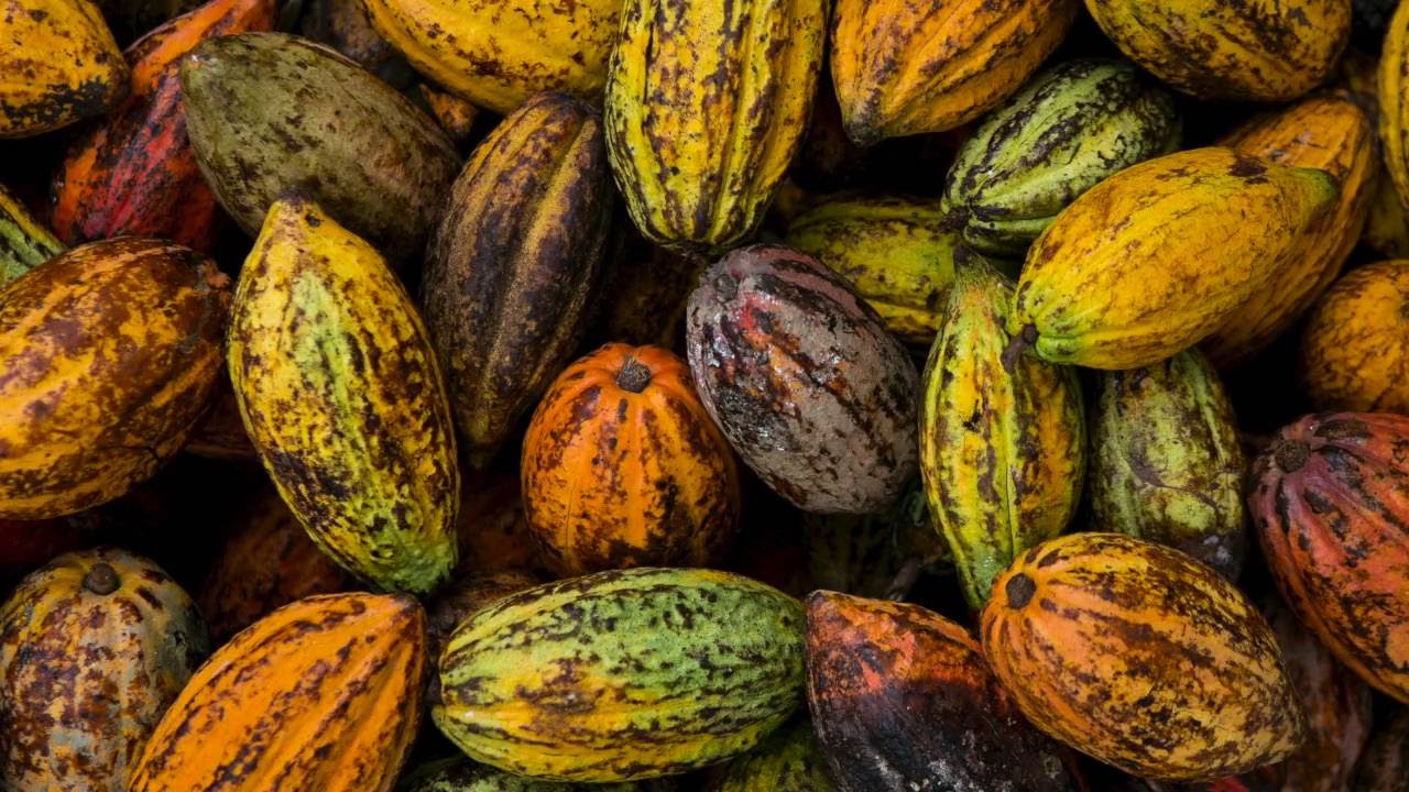 Human ～coexist with nature～ - YouTube