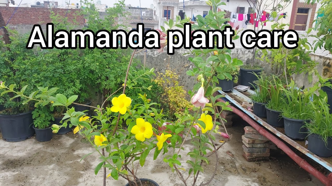 Alamanda plant care || permanent flowering plant Alamanda ...