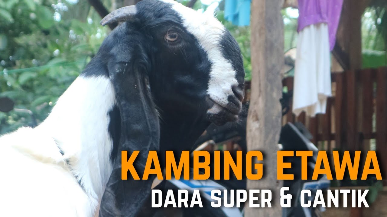 KAMBING Peranakan Etawa Super Breeding Dan Memuaskan - YouTube