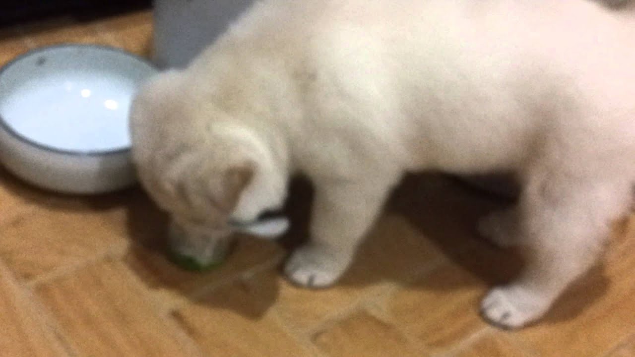 Miguem's Baby (Poongsan Dog) - YouTube