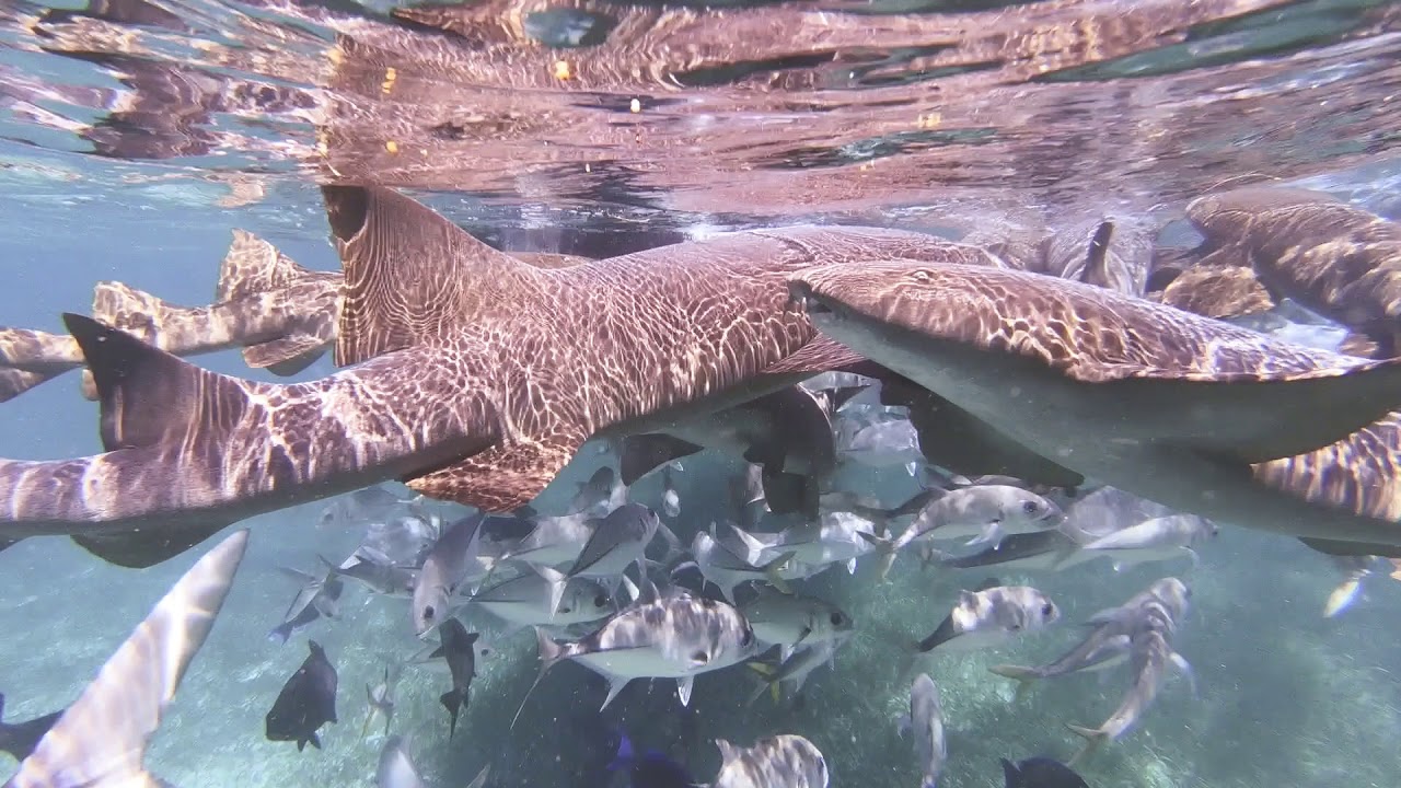 More Nurse Sharks of Belize Reefs - YouTube