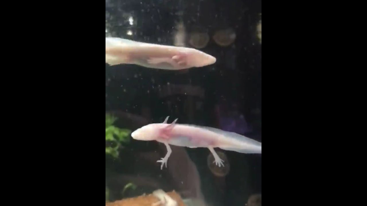 Fish with Arms and Legs AXOLOTL - YouTube