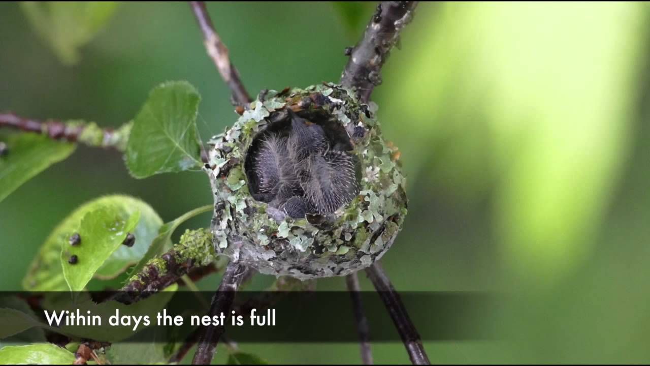 Anna's Hummingbird and Two Hatchlings! - YouTube