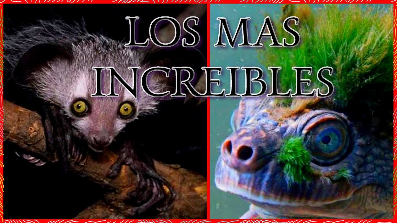 Top 5: Los animales más raros e increíbles del mundo - YouTube