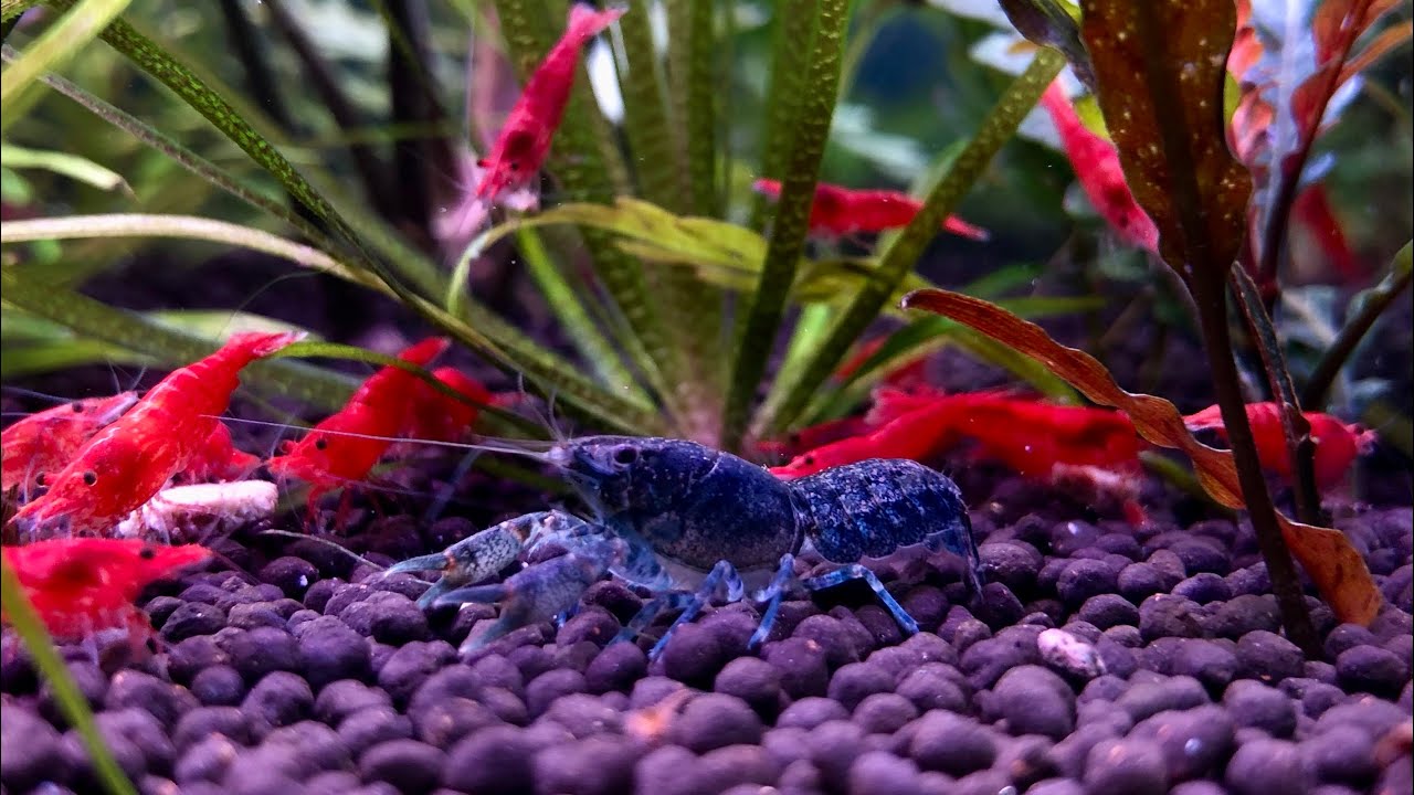 Mexican Dwarf “Blue” Crayfish - YouTube
