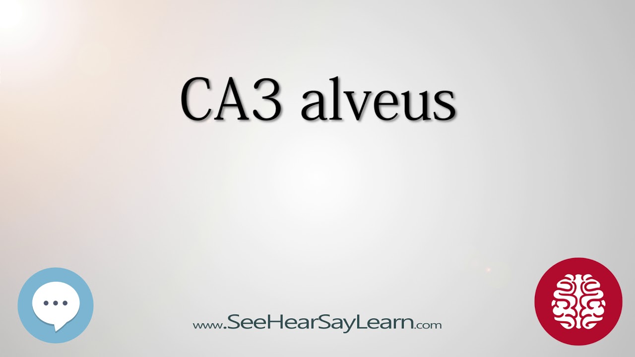 CA3 alveus Anatomy of the Brain SeeHearSayLearn 🔊 - YouTube