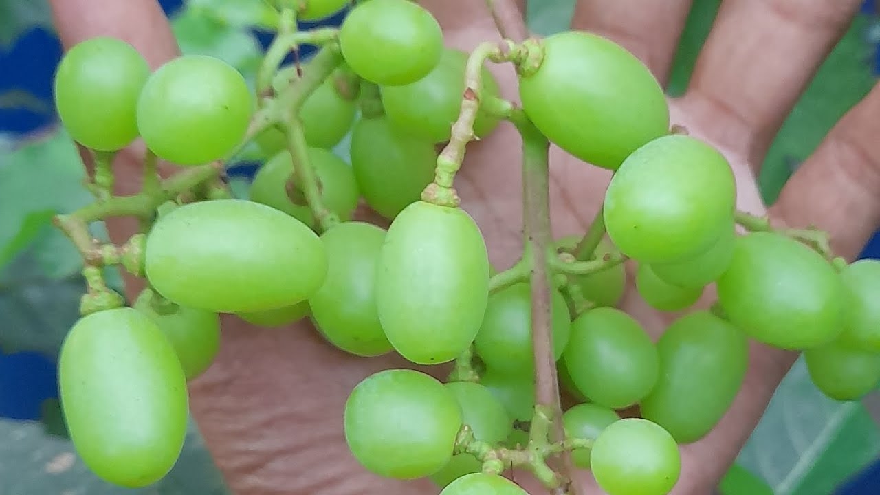 shine muscat buah ke 2 - YouTube