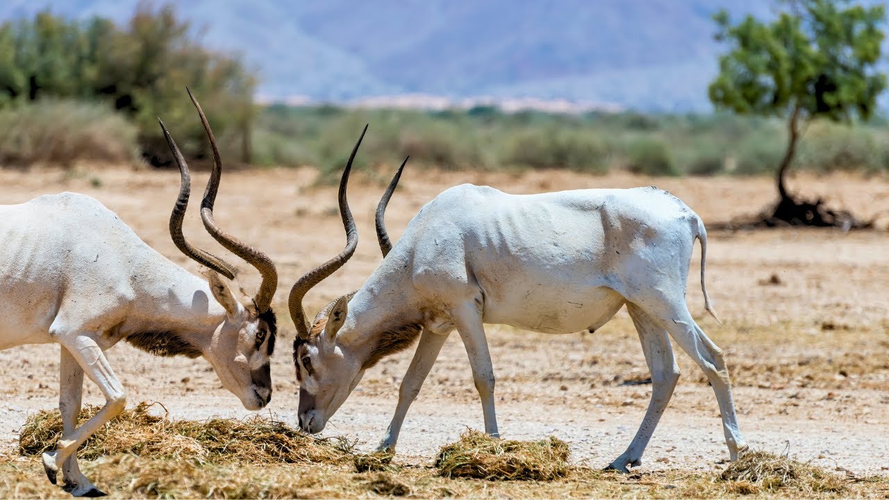 Addax or White Antelope: A Critically Endangered Species of Antelope - YouTube
