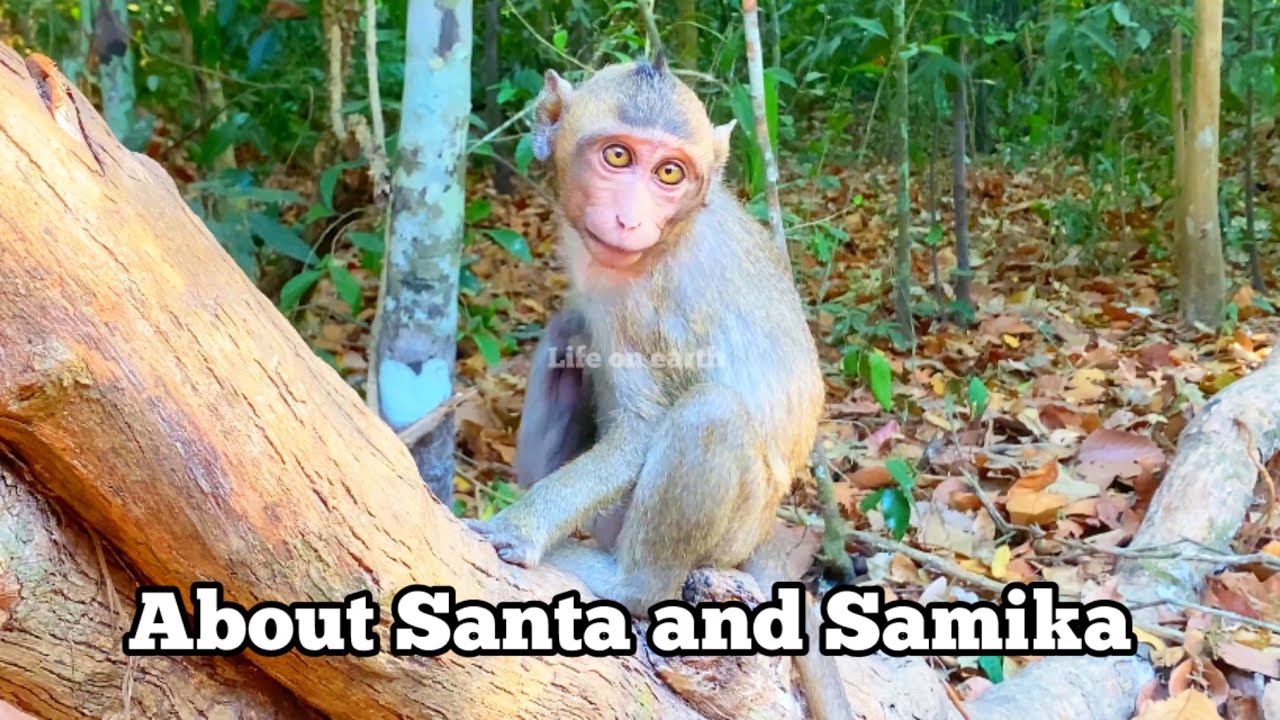 Samika and her son Santa are always quiet behind the other. - YouTube