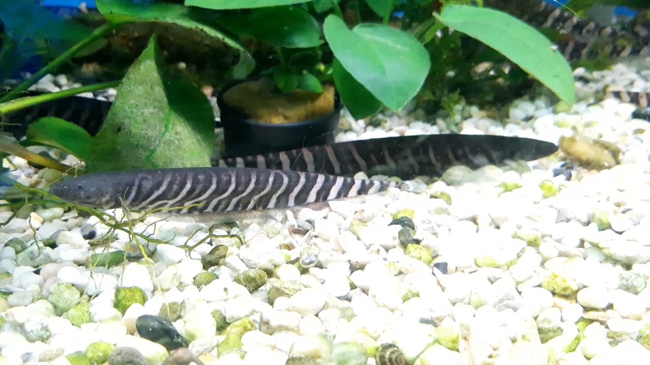 Banded Knifefish (Gymnotus carapo) - YouTube