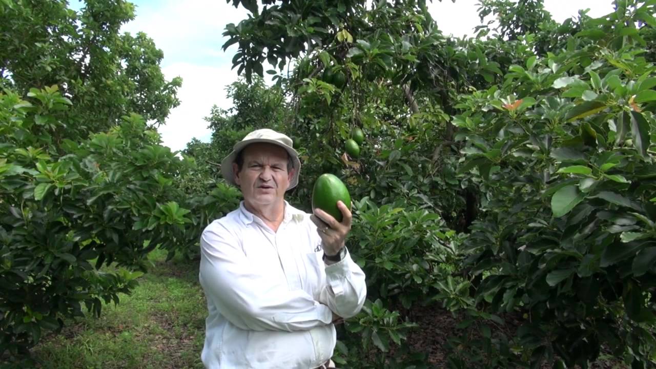 Beta Avocado in Homestead Florida - YouTube