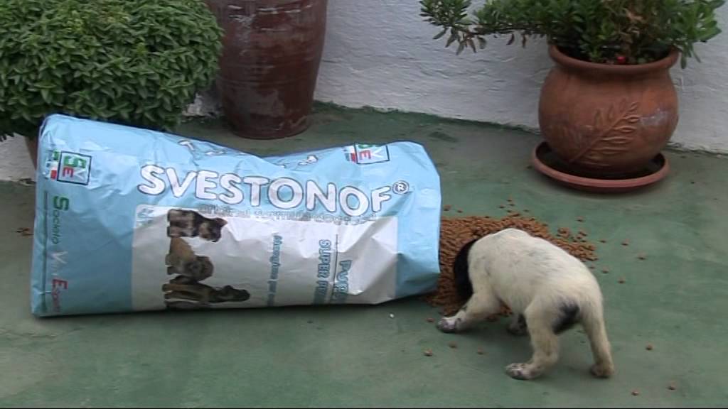 SVESTONOF ORIGINAL FORMULA DOG FOOD PUPPY - YouTube