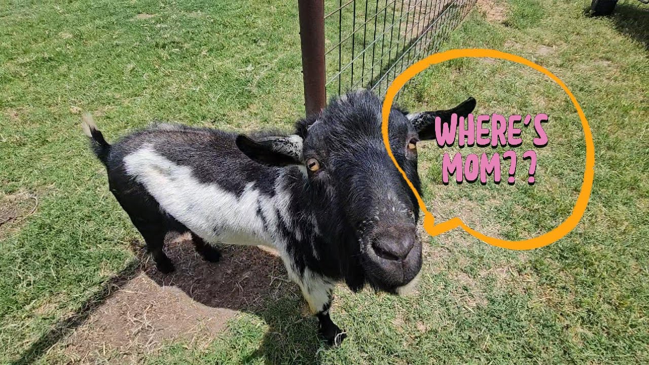 Who let the goats out...me! #goats #homesteading #ranchitolife #sheep # ...