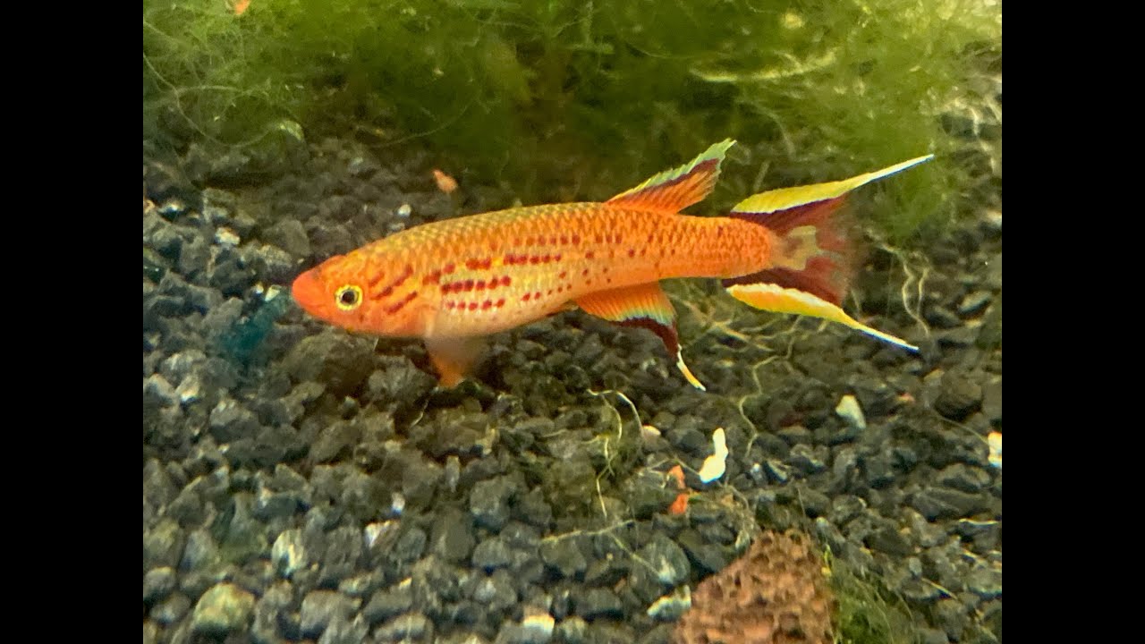 Apyosemion australe ‘orange’ Spawning - YouTube