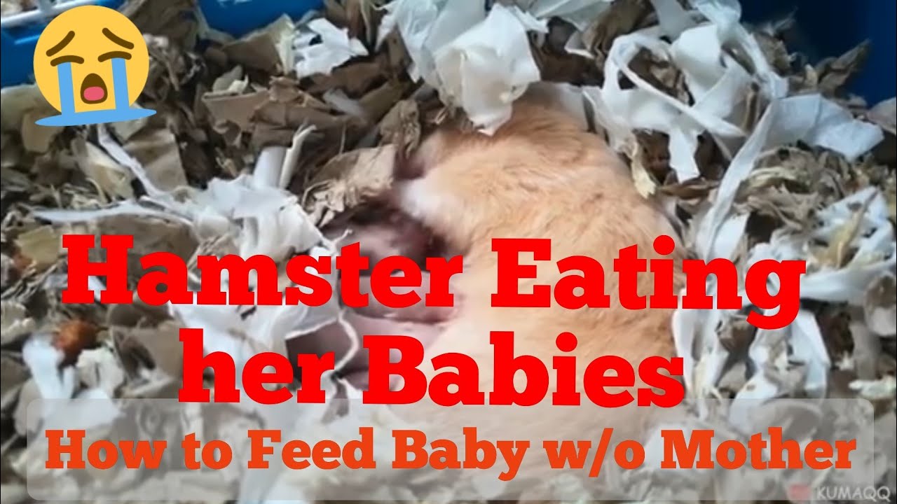 Hamster eating her babies, the reason why a hamster eat its baby | How ...