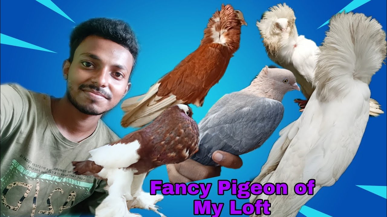 Fancy kabootar Loft of My Home / Fancy Pigeon Farm and Home tour - YouTube