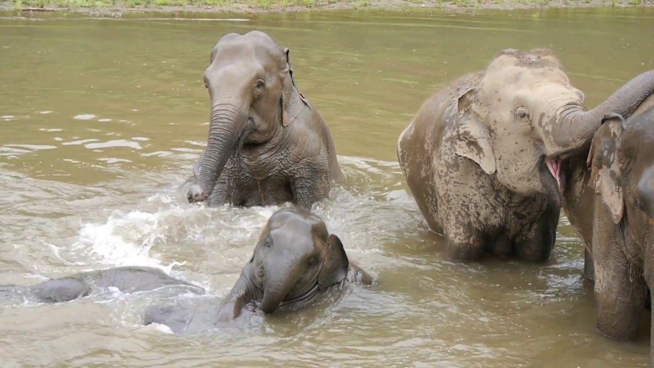 Exploring Elephants - YouTube