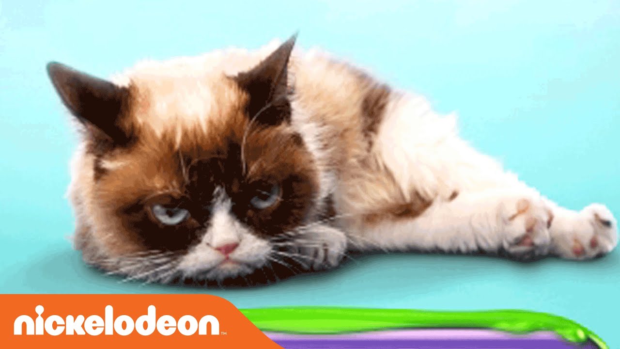 This OR That w/ Grumpy Cat | Kids’ Choice Awards | Nick - YouTube