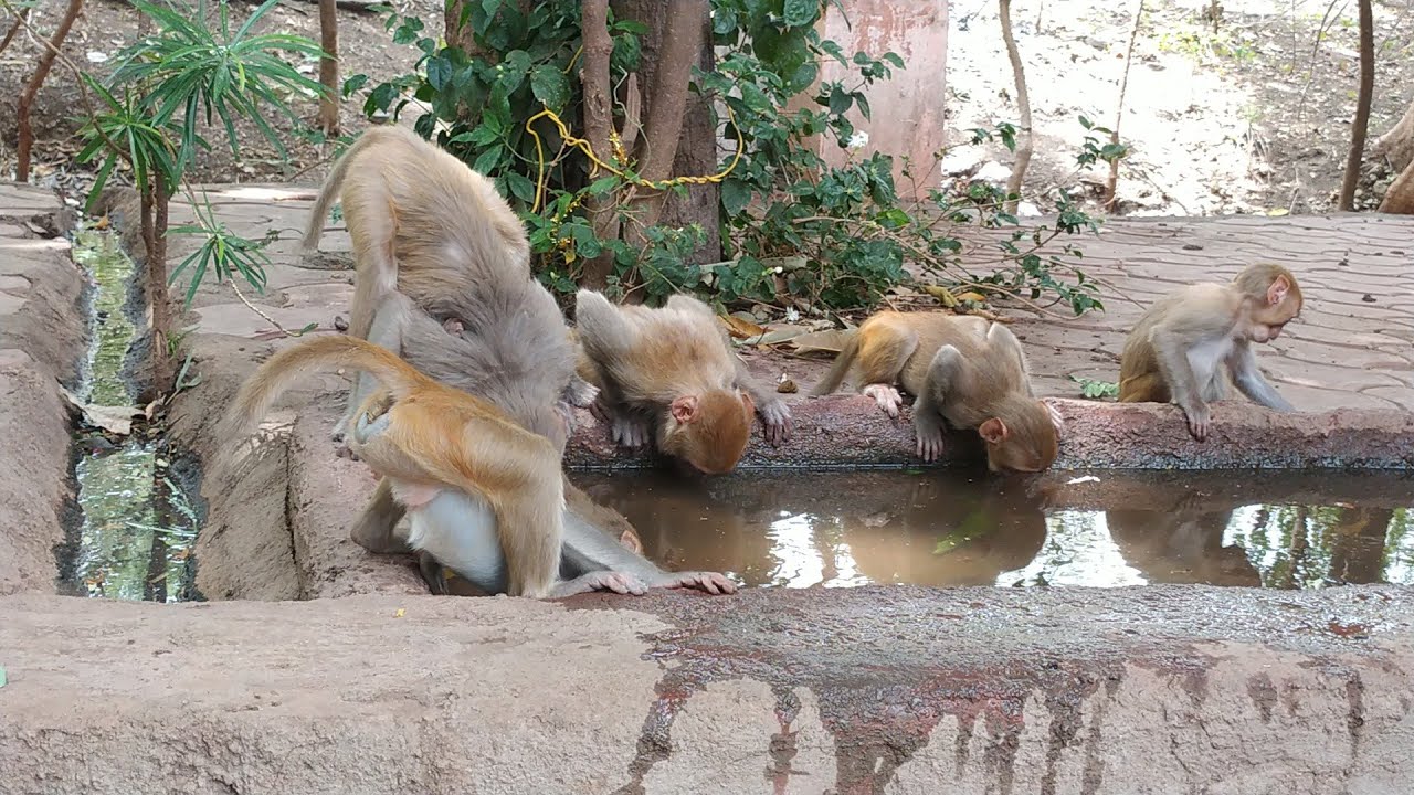 Monkey Video | Monkey Video For Kids | Monkey Cartoon Video | Bandar Ka ...